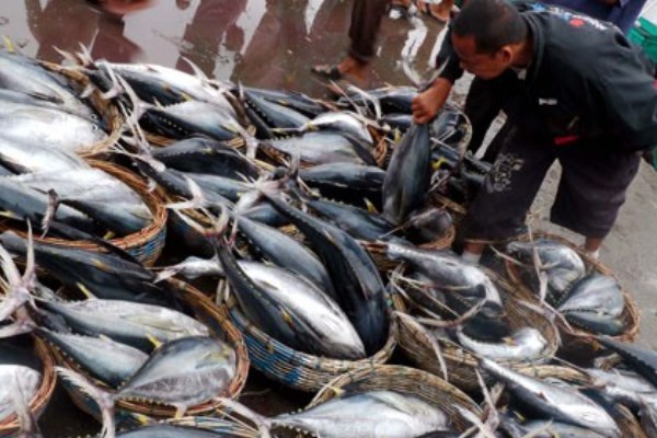 DPR RI Dorong KKP Tingkatkan Riset Tuna – BSKDN